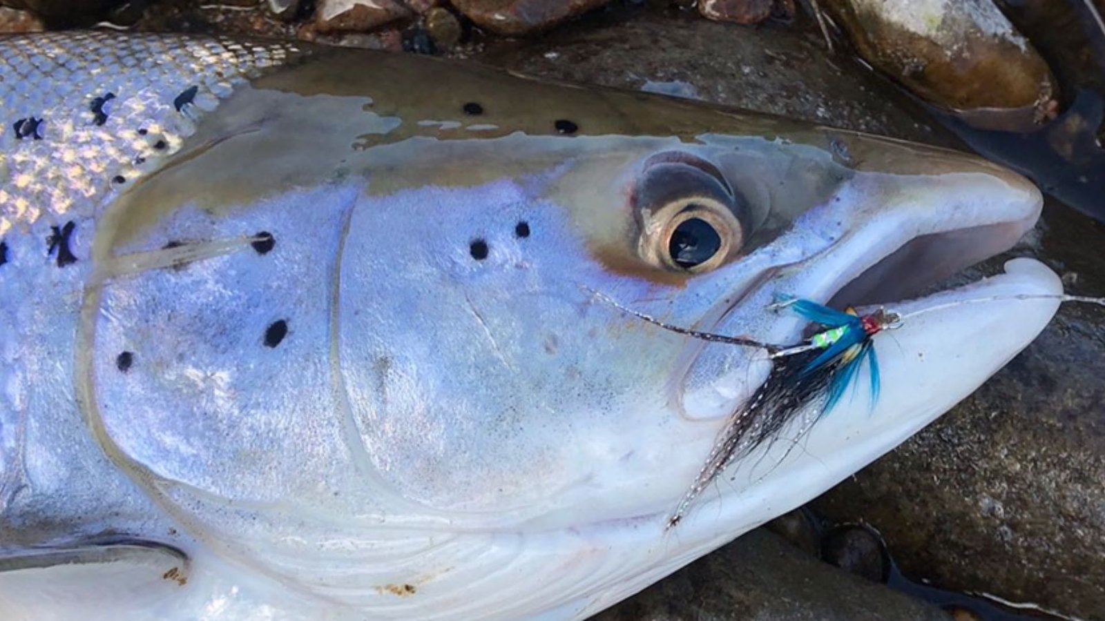 How to Fish Salmon Flies in Slow Water - Radencich Salmon Flies