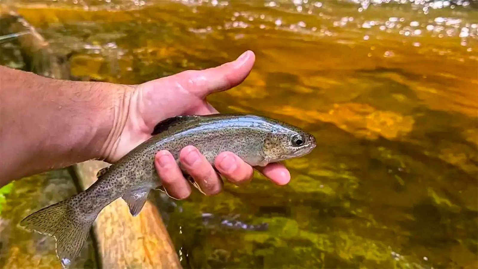 How to Fish for Salmon in Small Streams - Radencich Salmon Flies