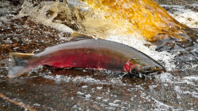 How to Identify Different Salmon Species - Radencich Salmon Flies