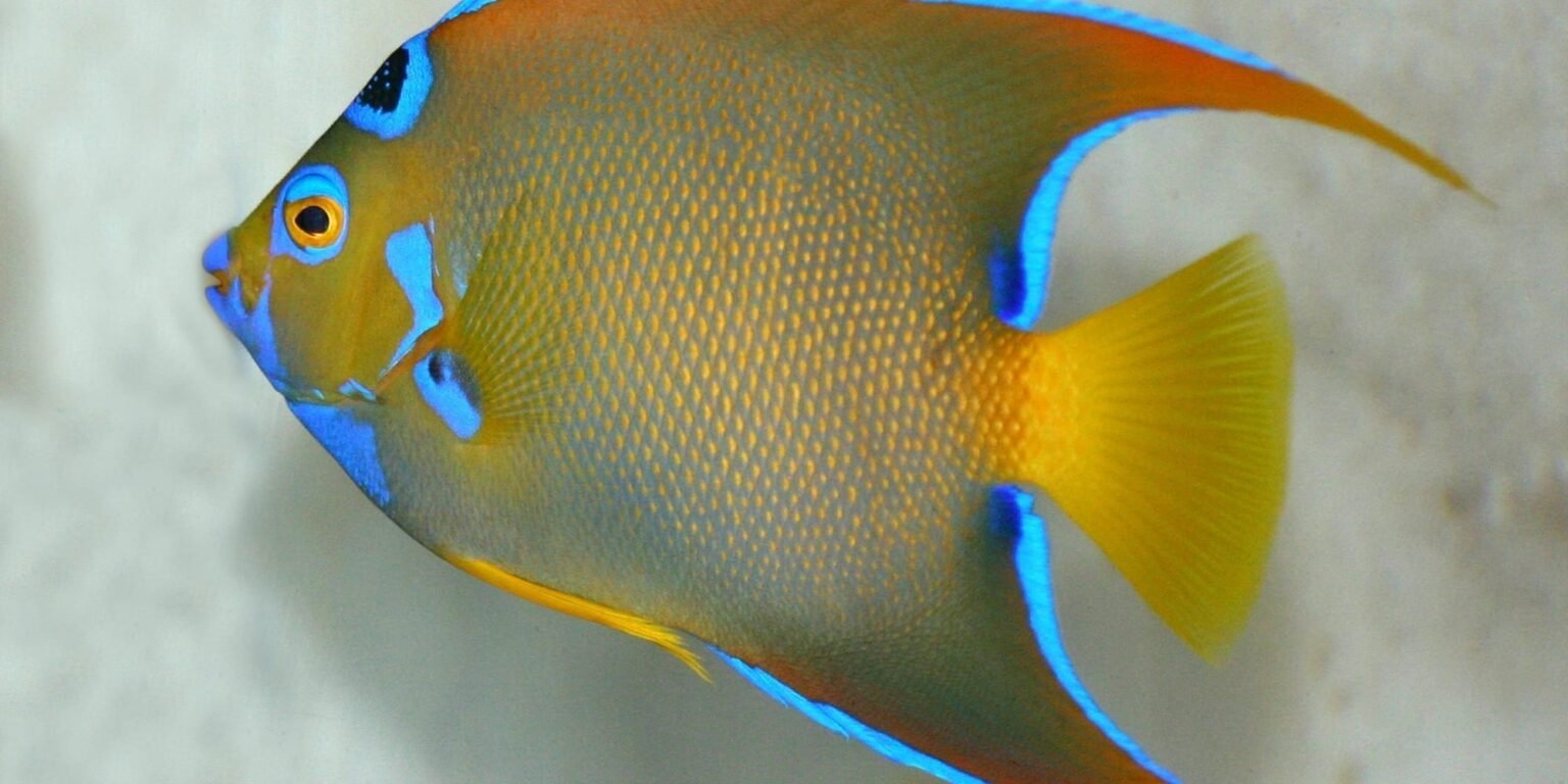 Feeding Habits and Diet of Queen Angelfish